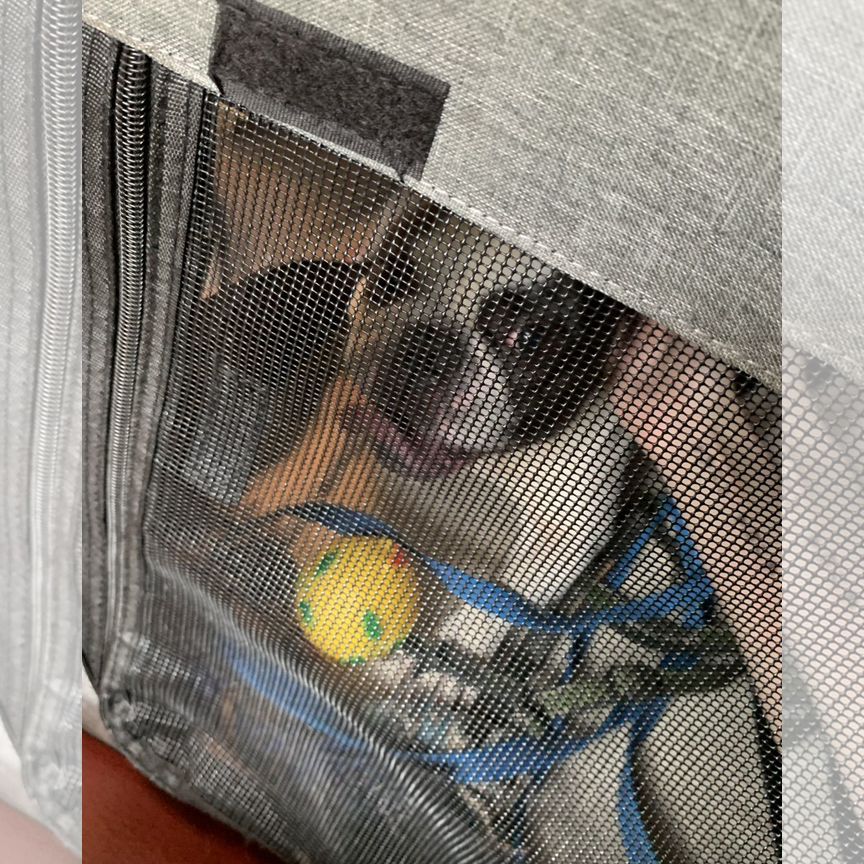 Французский бульдог, взрослый пёс