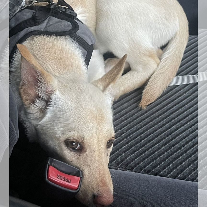 Щенок в добрые руки