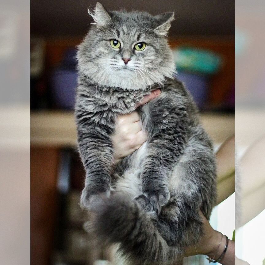 Британская длинношёрстная кошка, взрослая