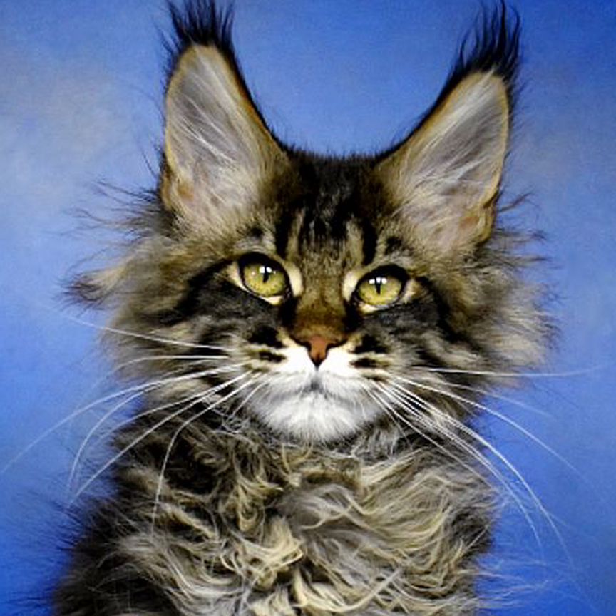 Мейн-кун котёнок