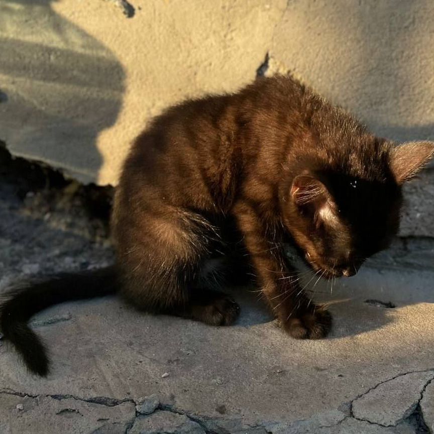 Отдам в добрые руки котенка