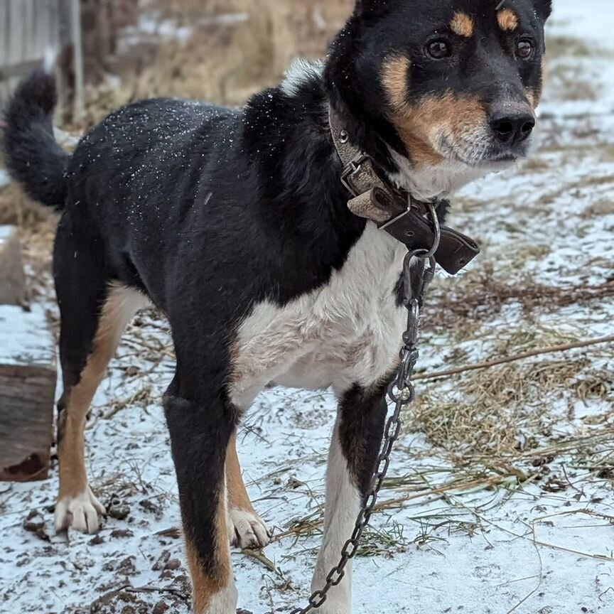 Отдам овчарку-полукровку бесплатно