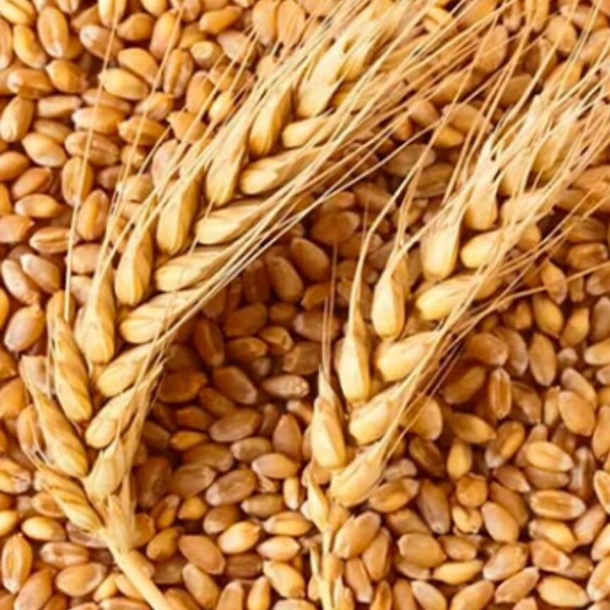 Пшеница фуражная