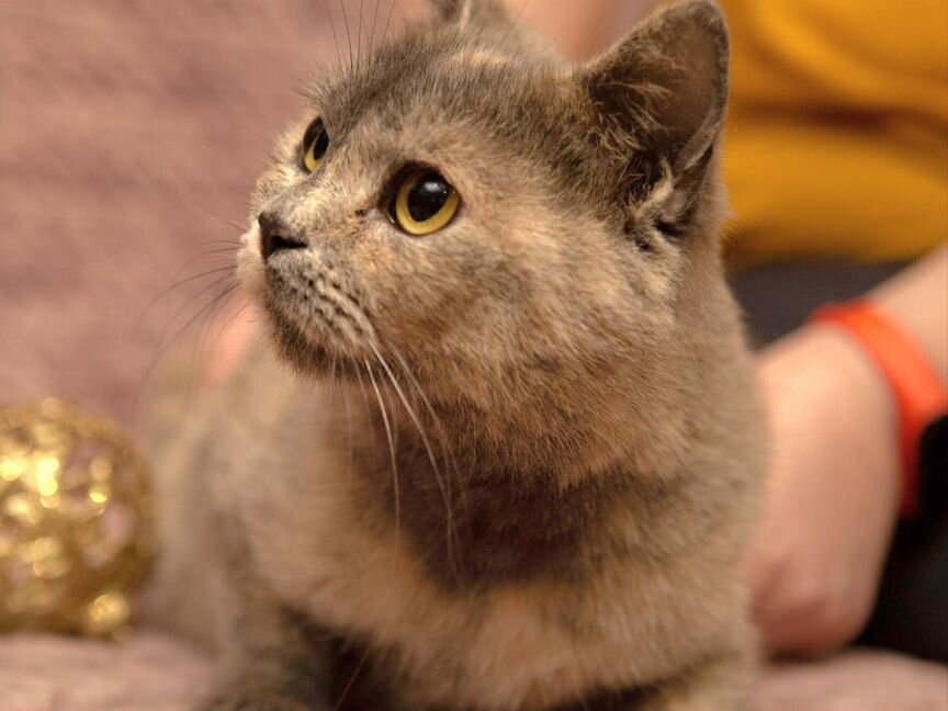 Британская кошка метис бесплатно