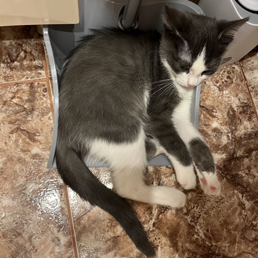Кошка 4 месяца