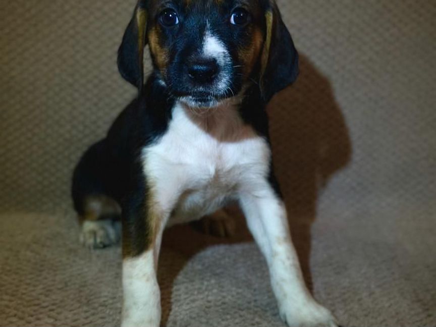 Щенки в добрые руки