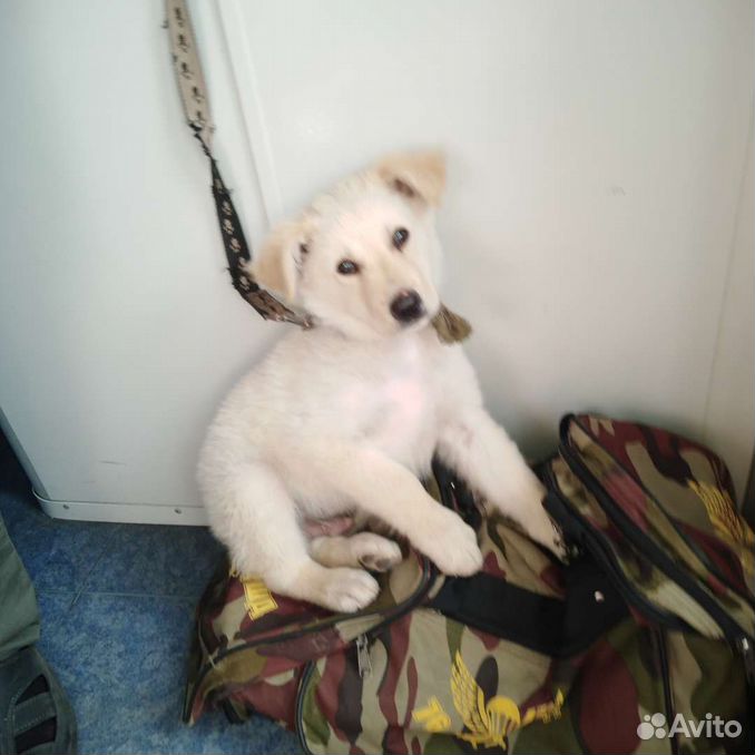 Милый пушистик, щенок