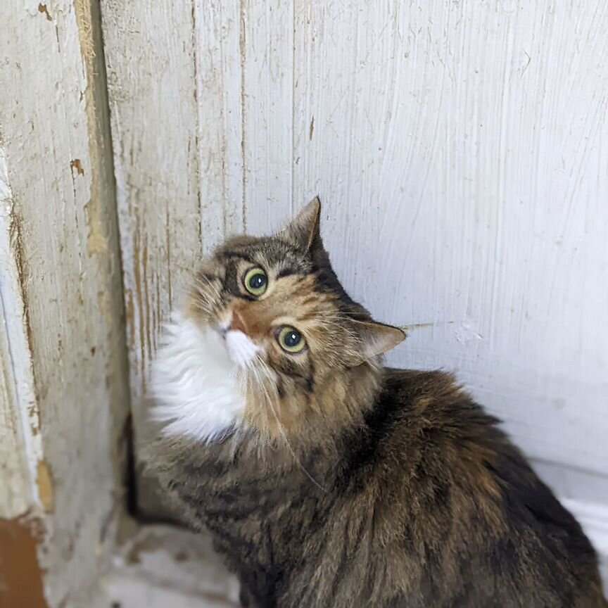 Взрослая кошка в добрые руки