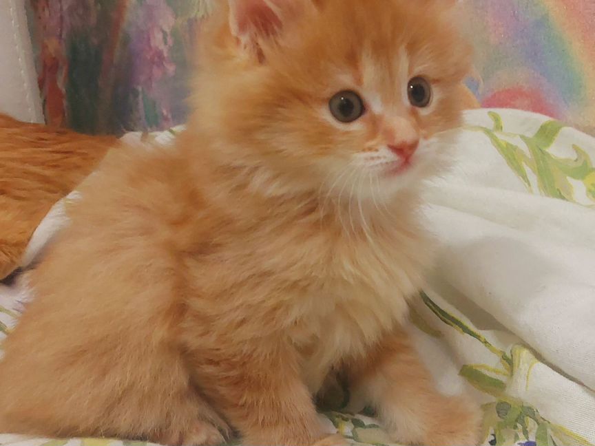 Котята