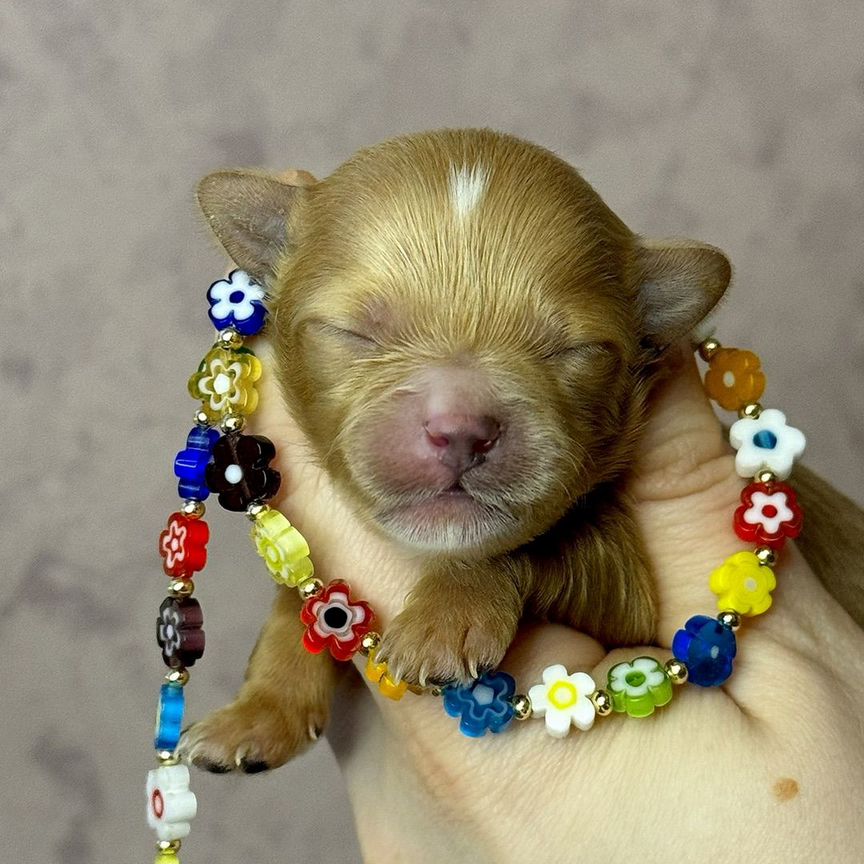 Щенки мальтипу рыжики