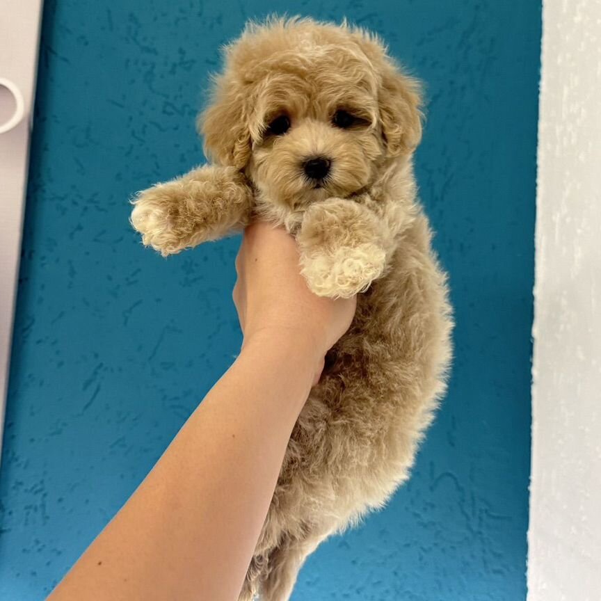 Мальтипу, щенок