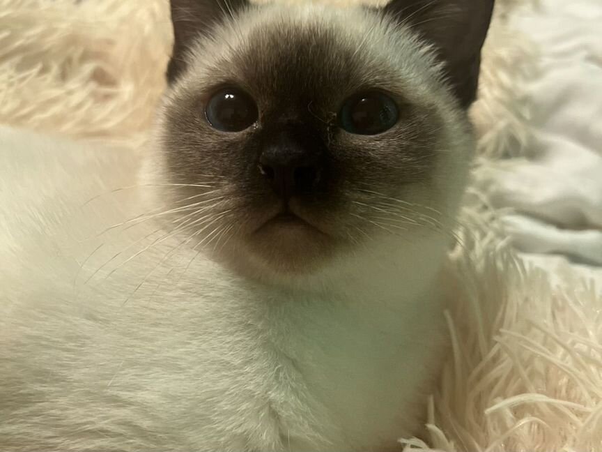 Тайский котик 5 месяцев