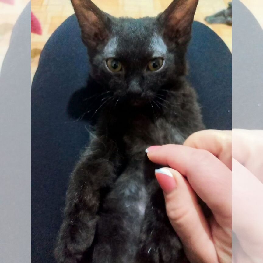 Котик в добрые руки
