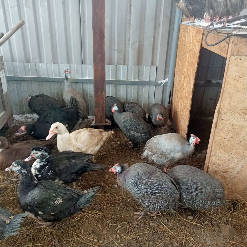 Цесари самцы