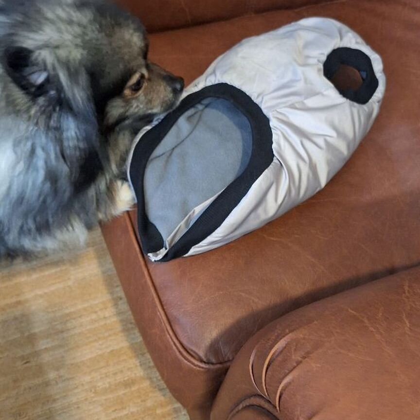 Одежда для собак