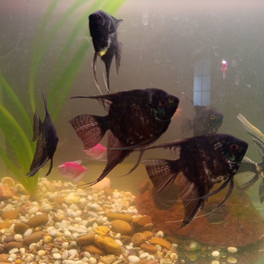 Скалярии взрослые