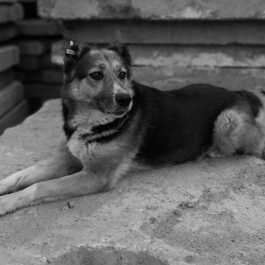 Хорошая собака Фаня