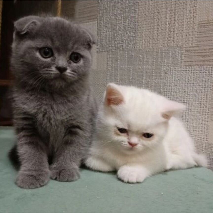 Шотландский вислоухий короткошёрстный котёнок