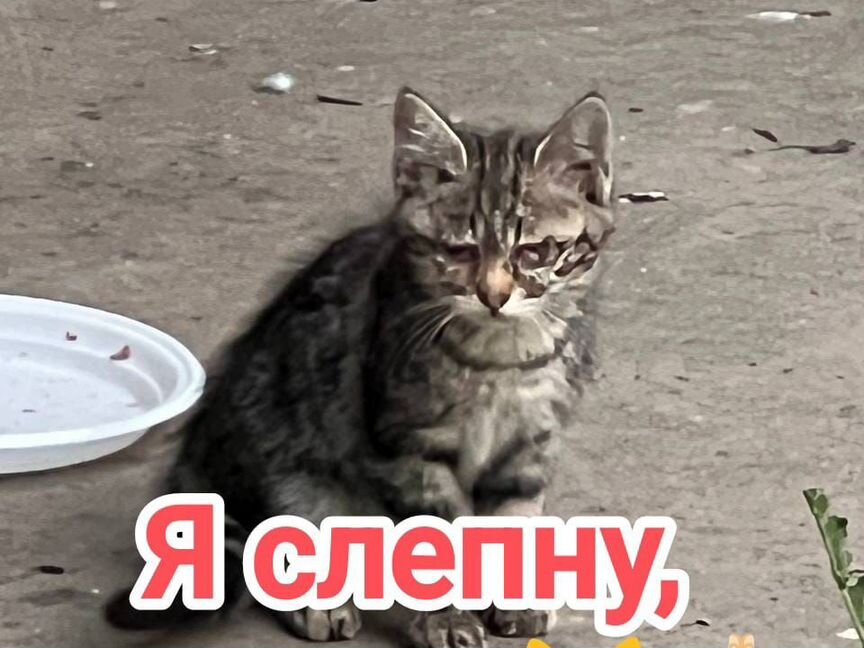 Котенок скоро потеряет зрение