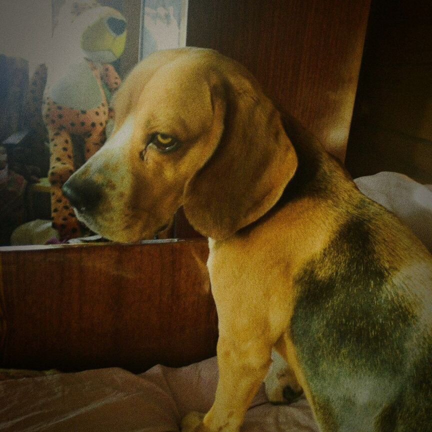 Бигль в добрые руки