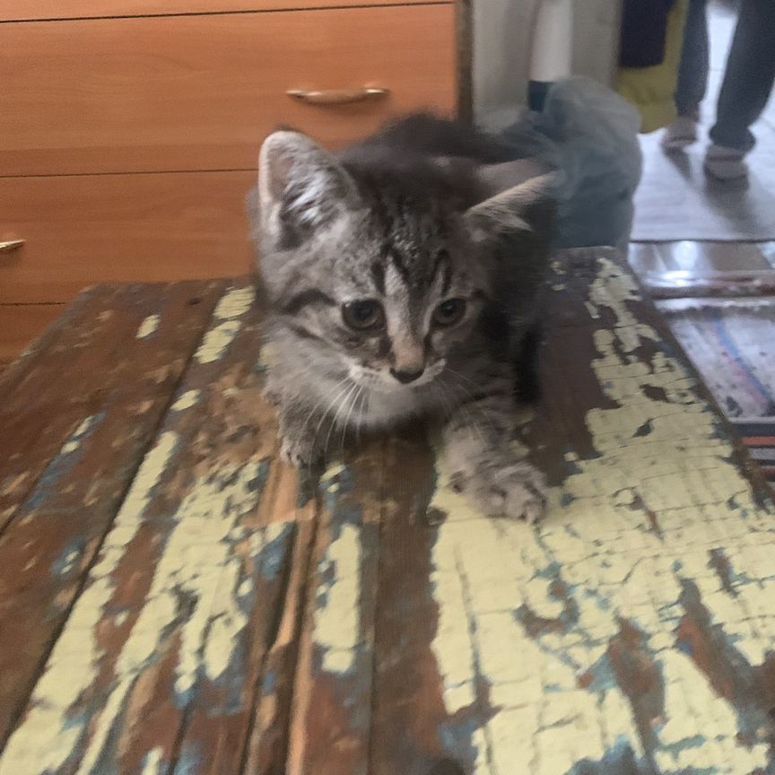 Котята в добрые руки бесплатно