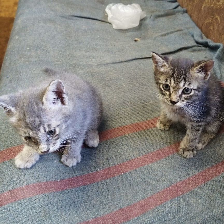 Котята в добрые руки бесплатно