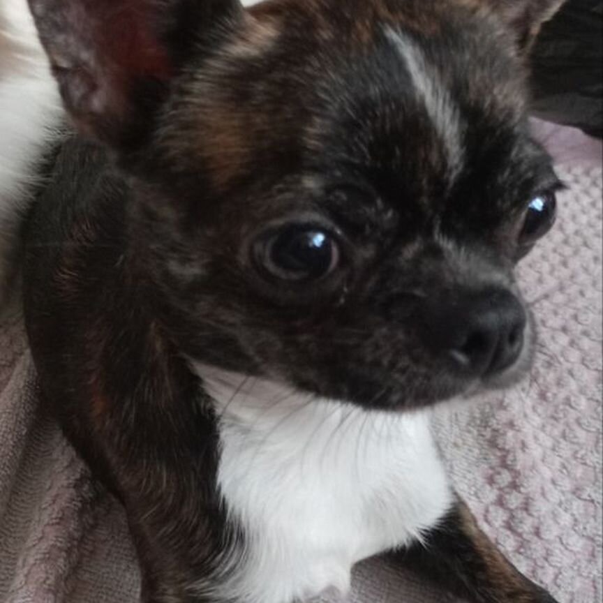 Чихуахуа мальчик