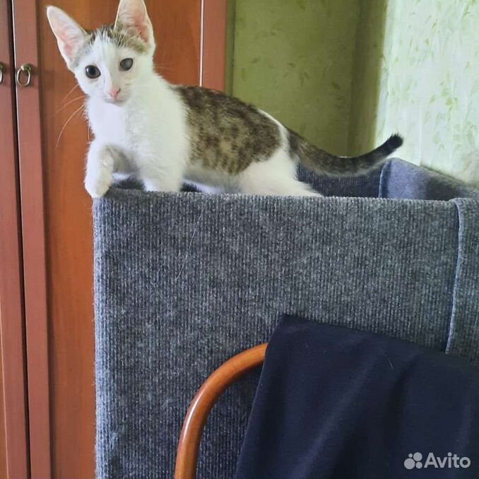 Спасённый котенок Кокосик - выжил чудом
