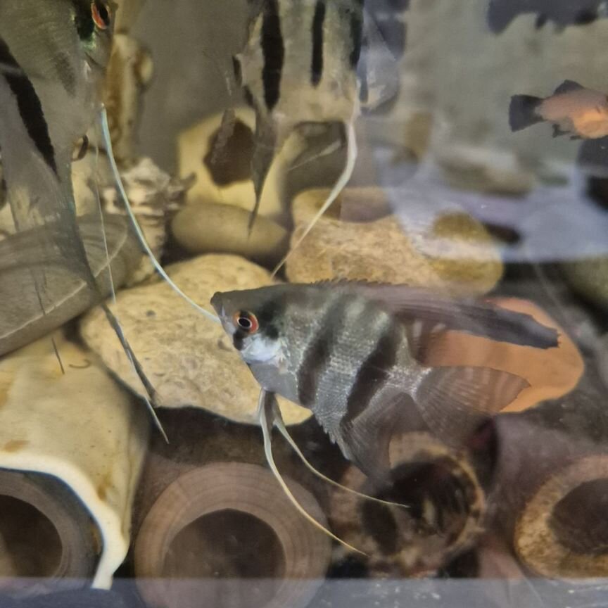 Скалярии 3шт