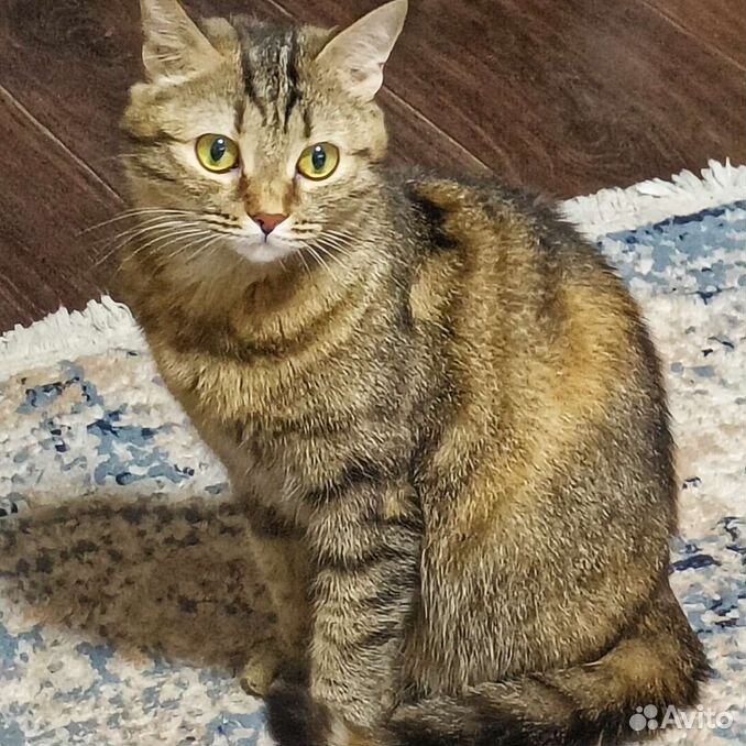 Кошка Ева