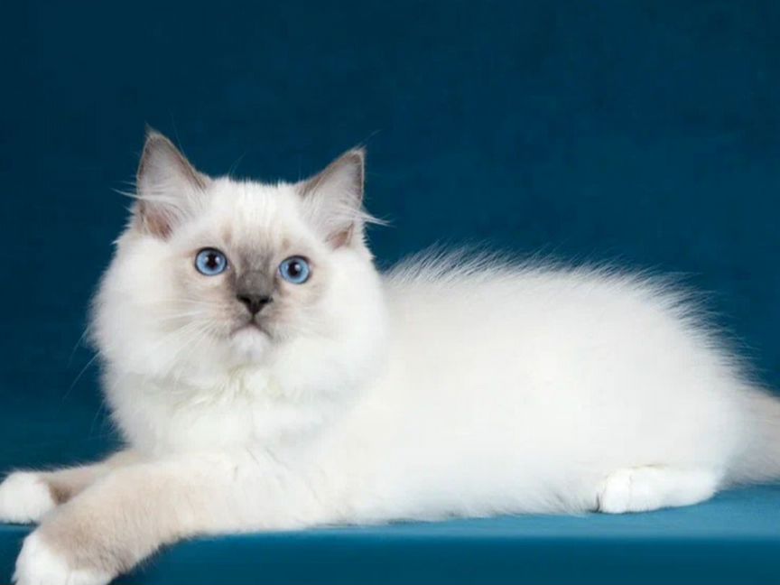 Котенок Рэгдолл