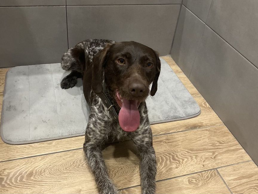 Курцхаар либо дратхаар