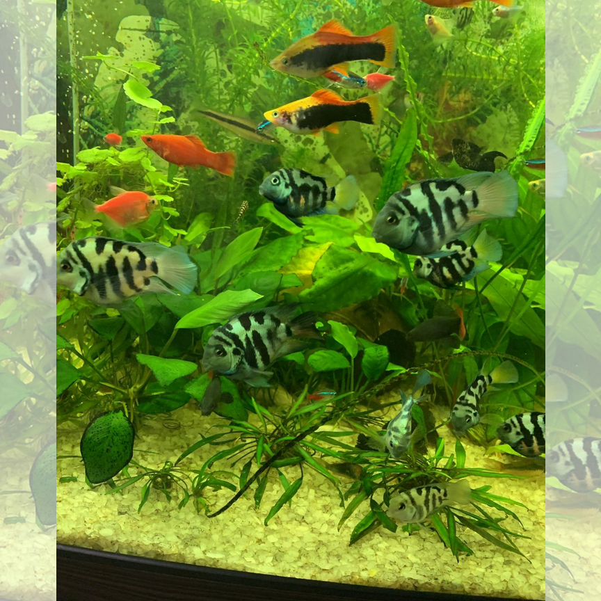 Рыбки домашнего разведения