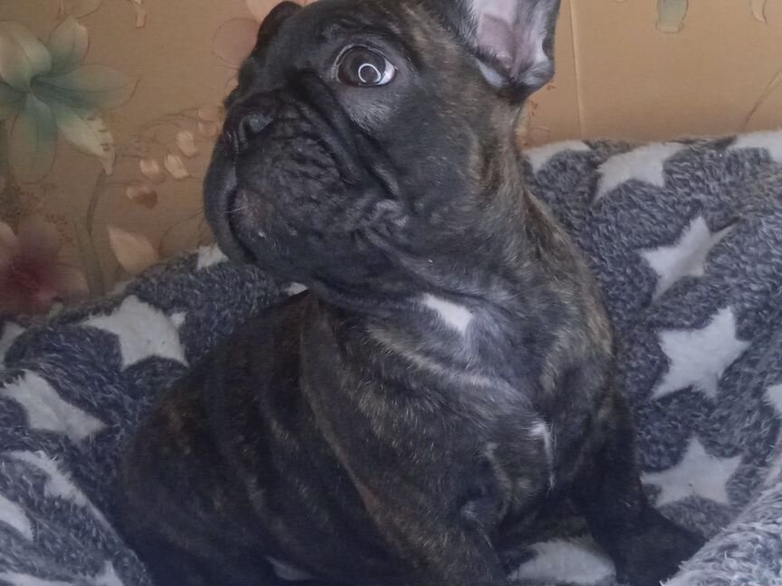 Французский бульдог щенки