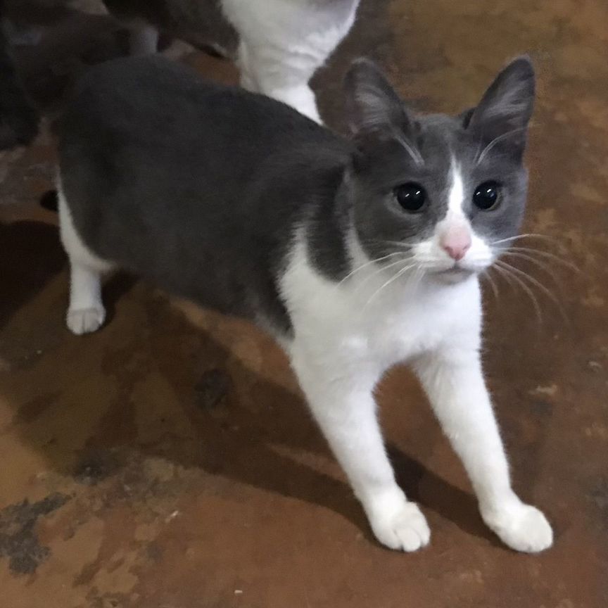 Отдаю кошку