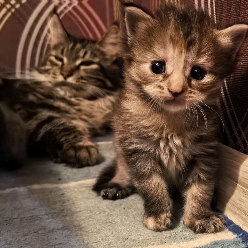 Мейн-кун котёнок