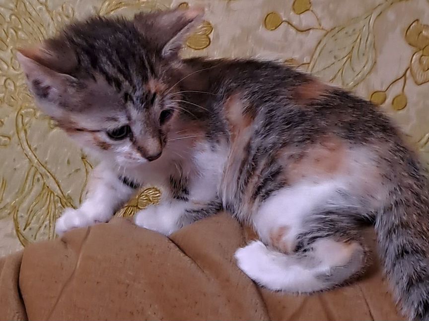Котенок девочка трехцветная