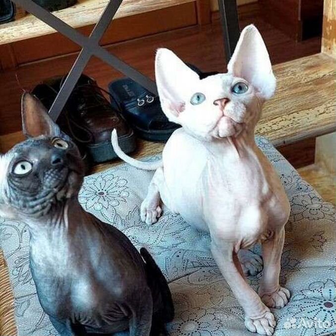 Чёрно-белое счастье)