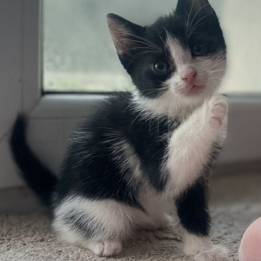 Сиамский котёнок