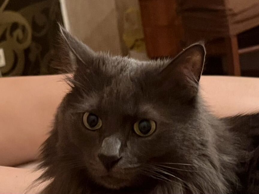 Породистый кот бесплатно