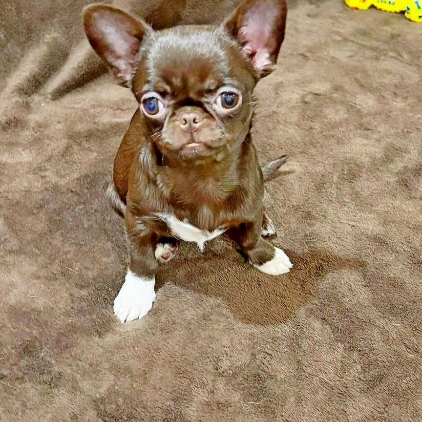 Чихуахуа, щенок