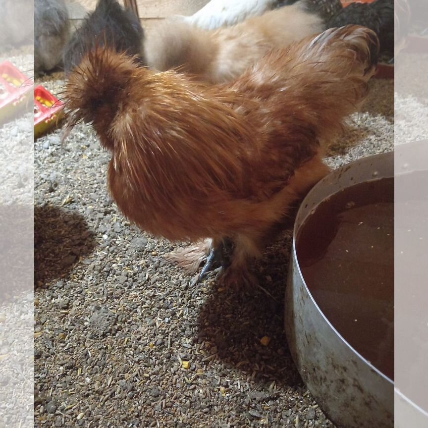 Петух китайский шелковый