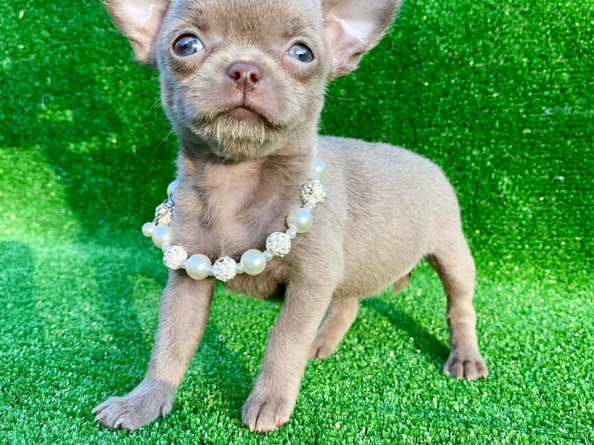 Чихуахуа девочка лил