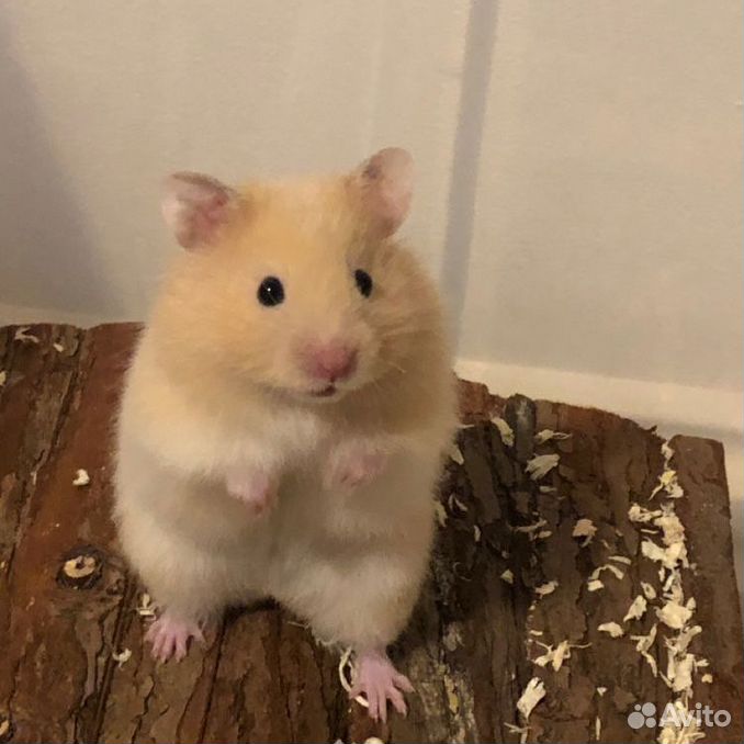 Отдам бесплатно Сирийского хомяка
