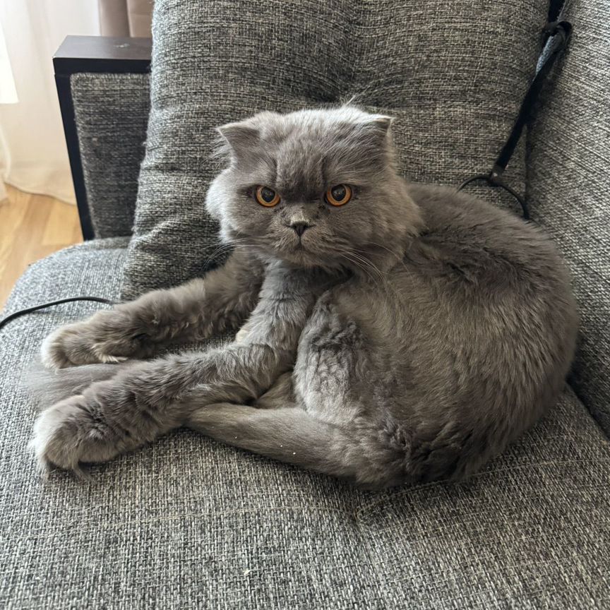 Шотландский вислоухий кот бесплатно