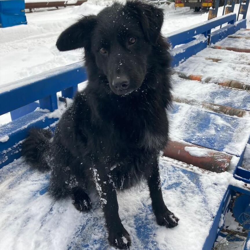 Взрослая собака от частного владельца