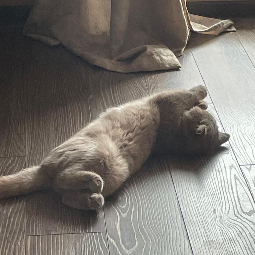 Шотландская