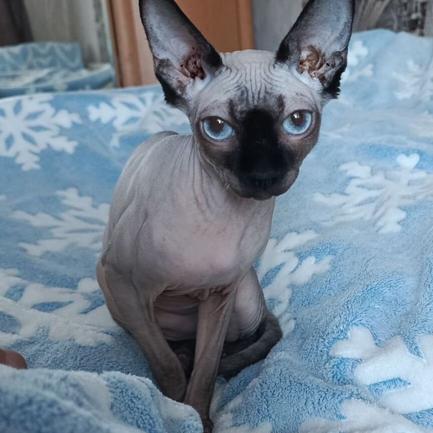 Донской сфинкс котёнок