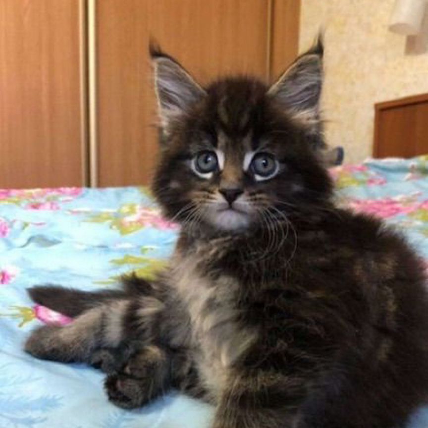 Большие шилопопы кунята парни и девчата