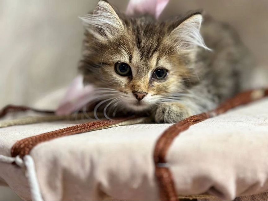 Котята